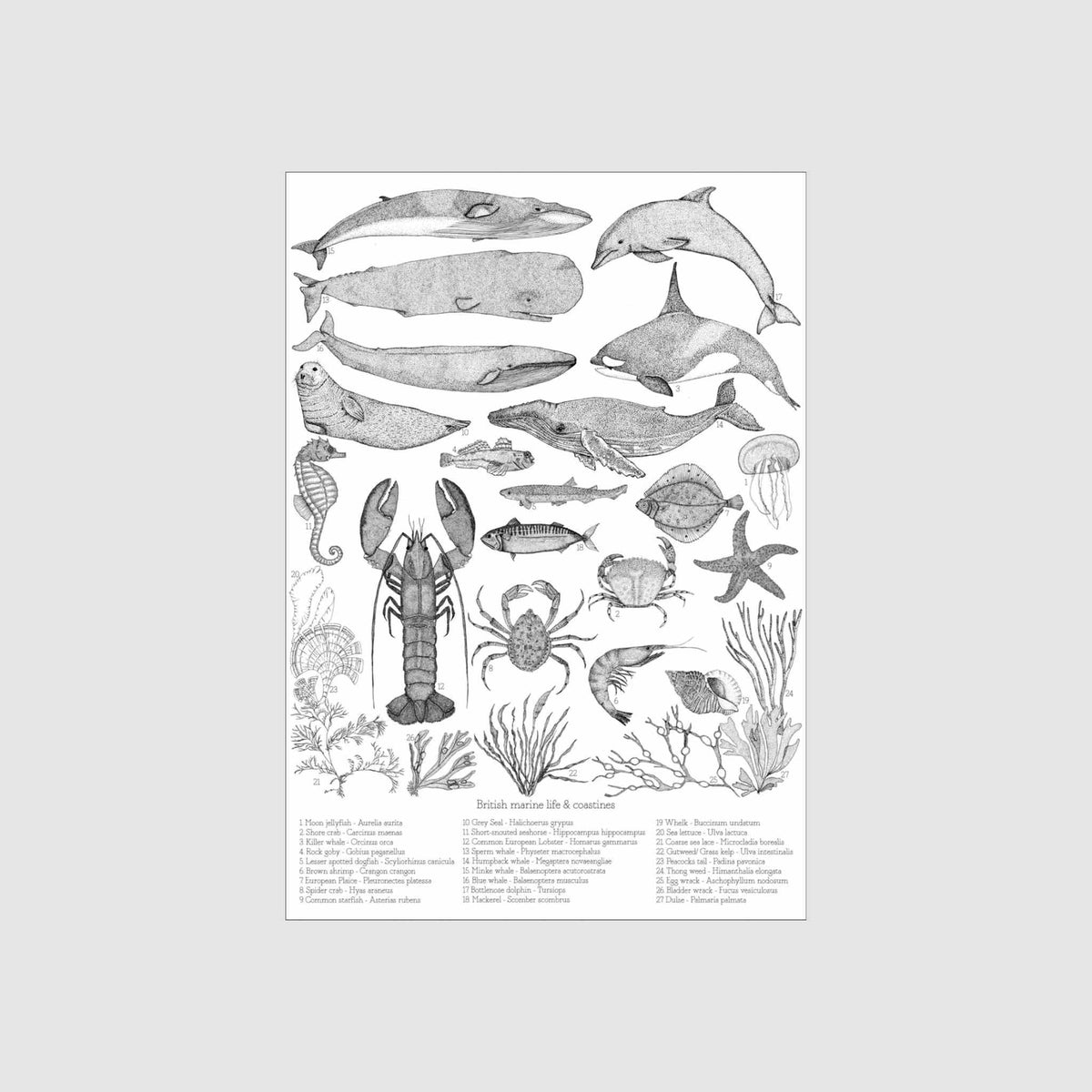 British Marine Life Print | Webb Street Company